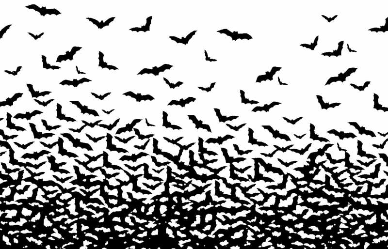 Bats.gif gif by jaguarrlove | Photobucket