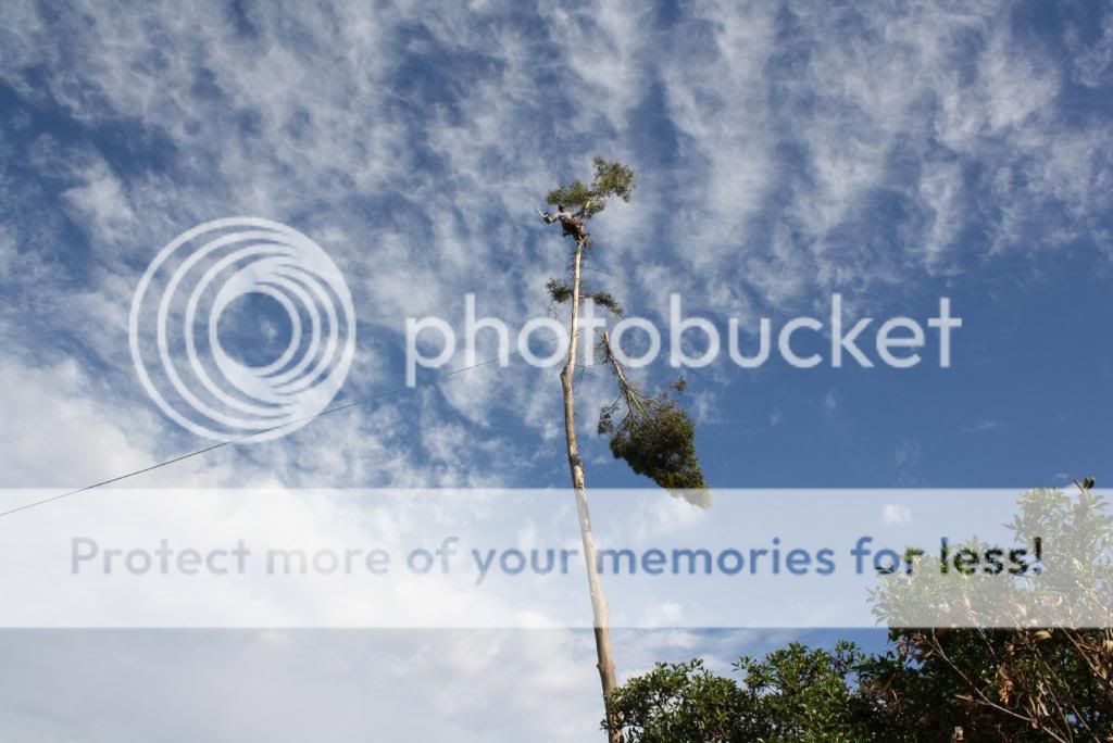 Friday's Speedline Removal | Arborist, Chainsaw & Tree Work Forum