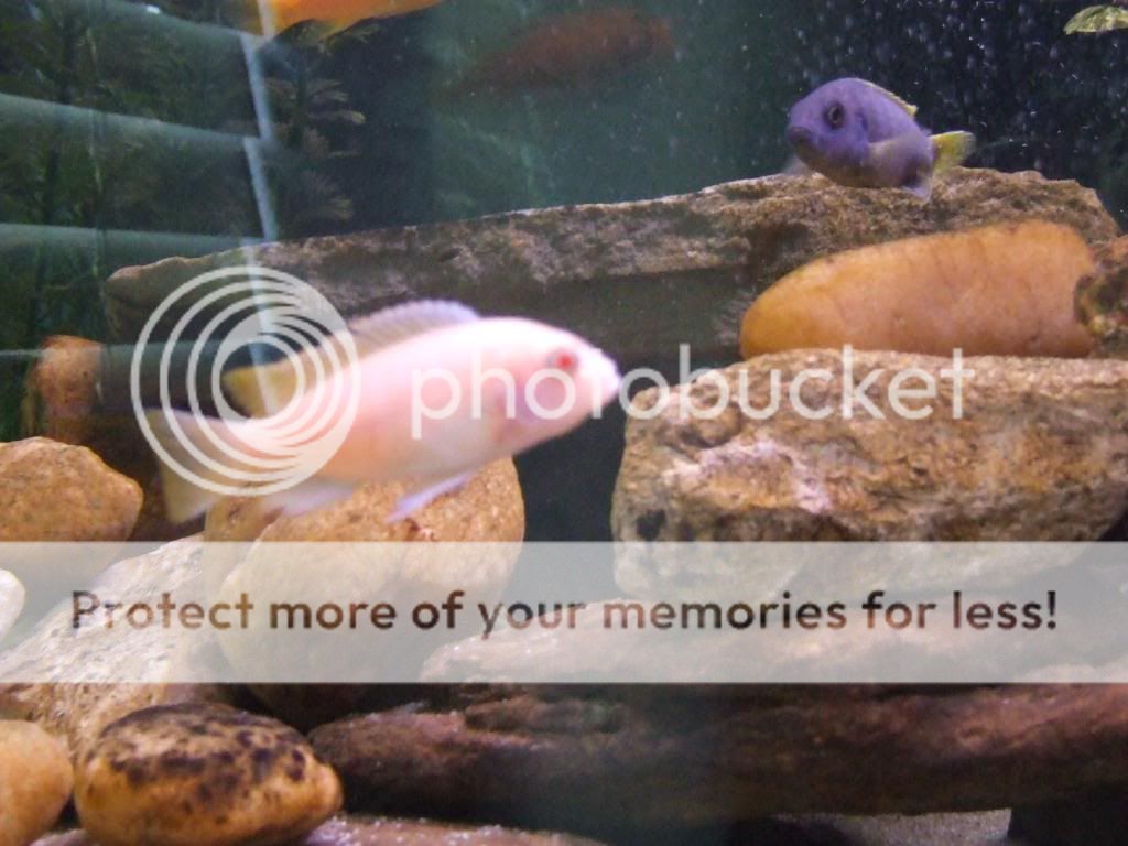 Albino Ice Blue? | Cichlid Fish Forum