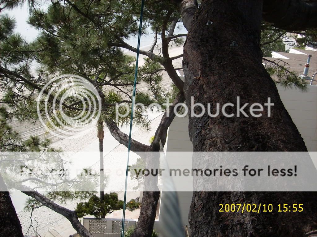 Professional Cabling in Large Trees | Page 8 | Arborist, Chainsaw ...