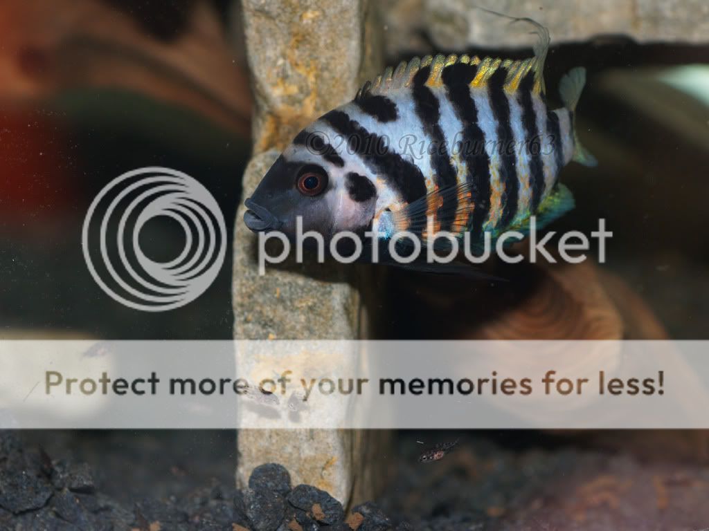Convicts | Cichlid Fish Forum