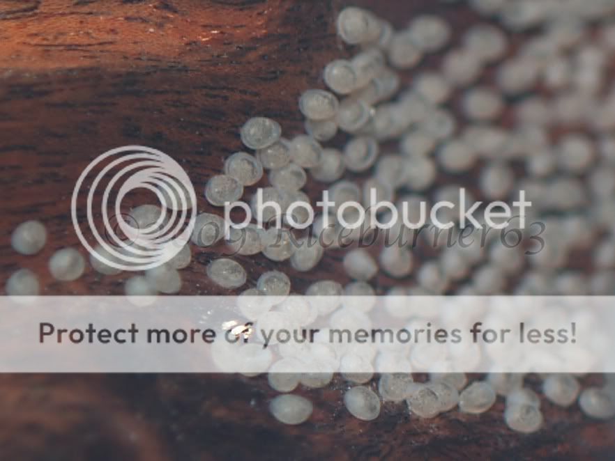 Convict Spawning | Cichlid Fish Forum