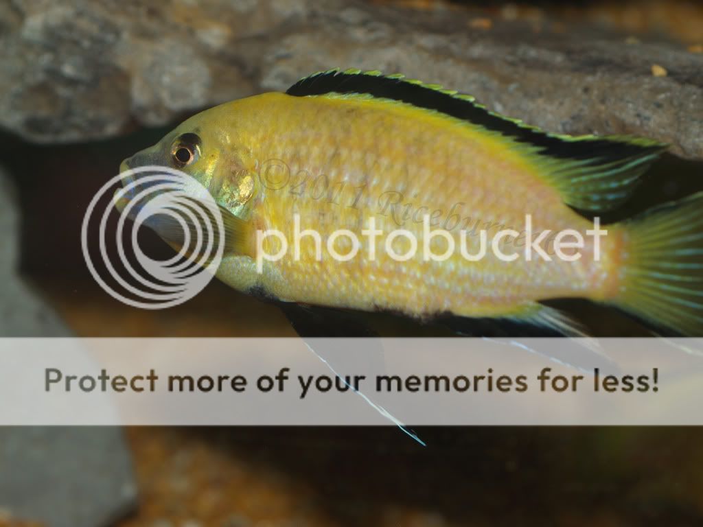 Yellow Lab Turning White | Cichlid Fish Forum